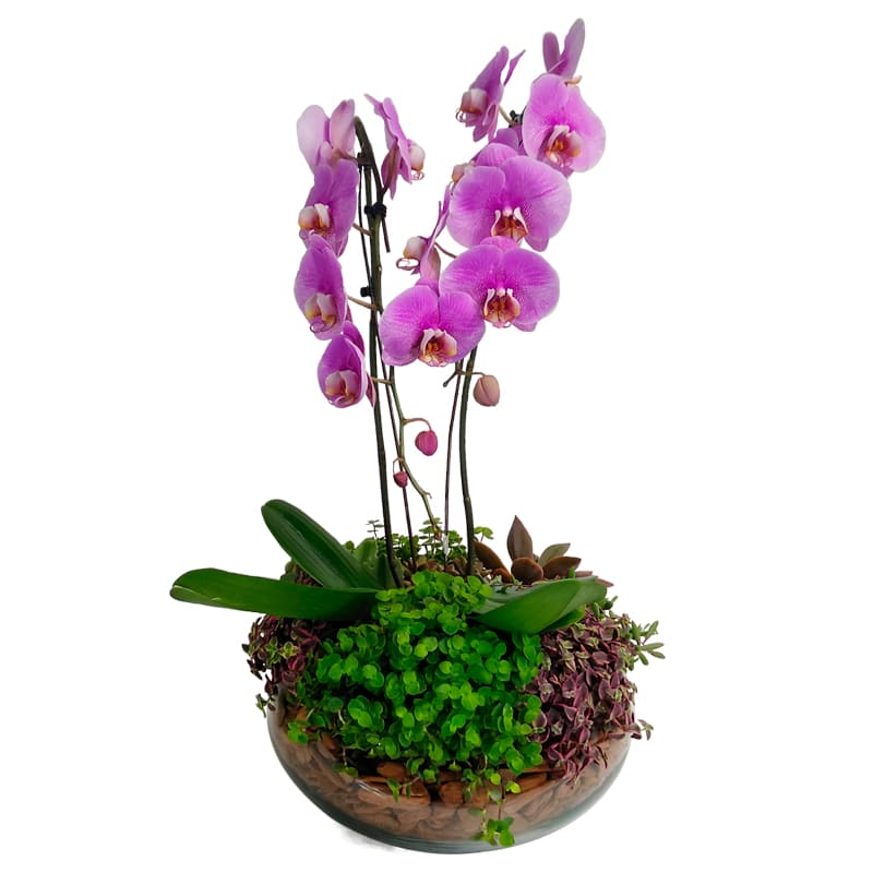 Intense Lilac Orchid