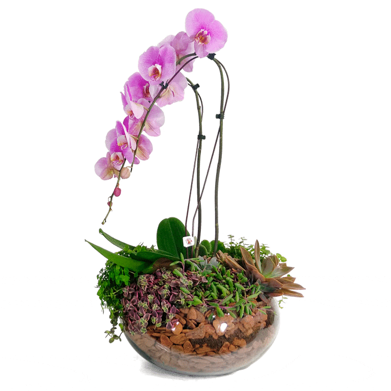 Intense Lilac Orchid